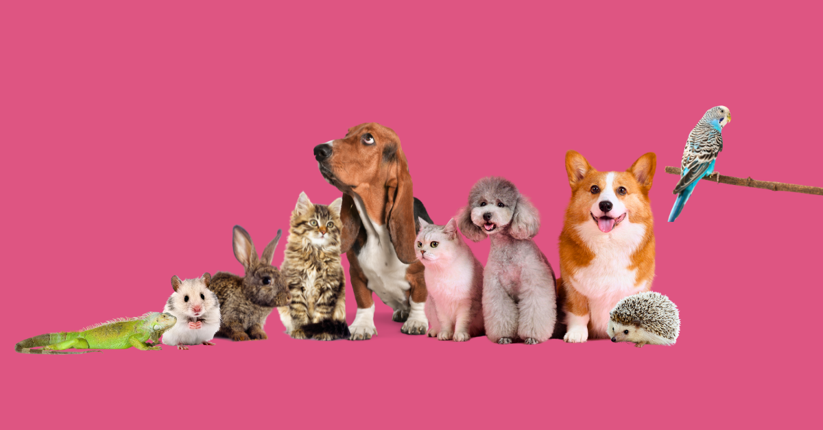 Step by Step Process of collecting, cremating and returning your pet ...