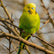 Budgie Individual Cremation – Kind Funerals Pet Cremation